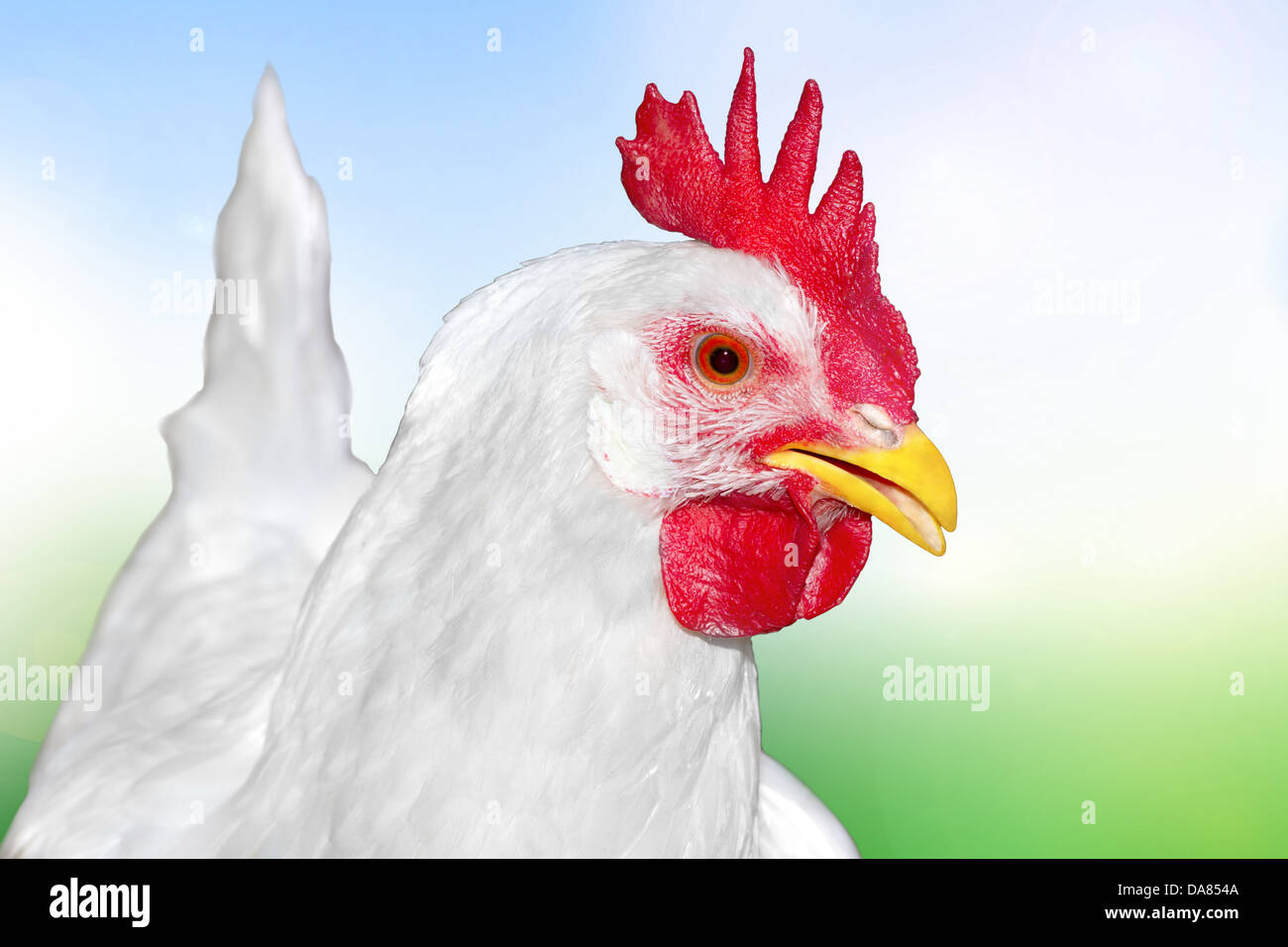 image of a white chicken poultry Stock Photo - Alamy