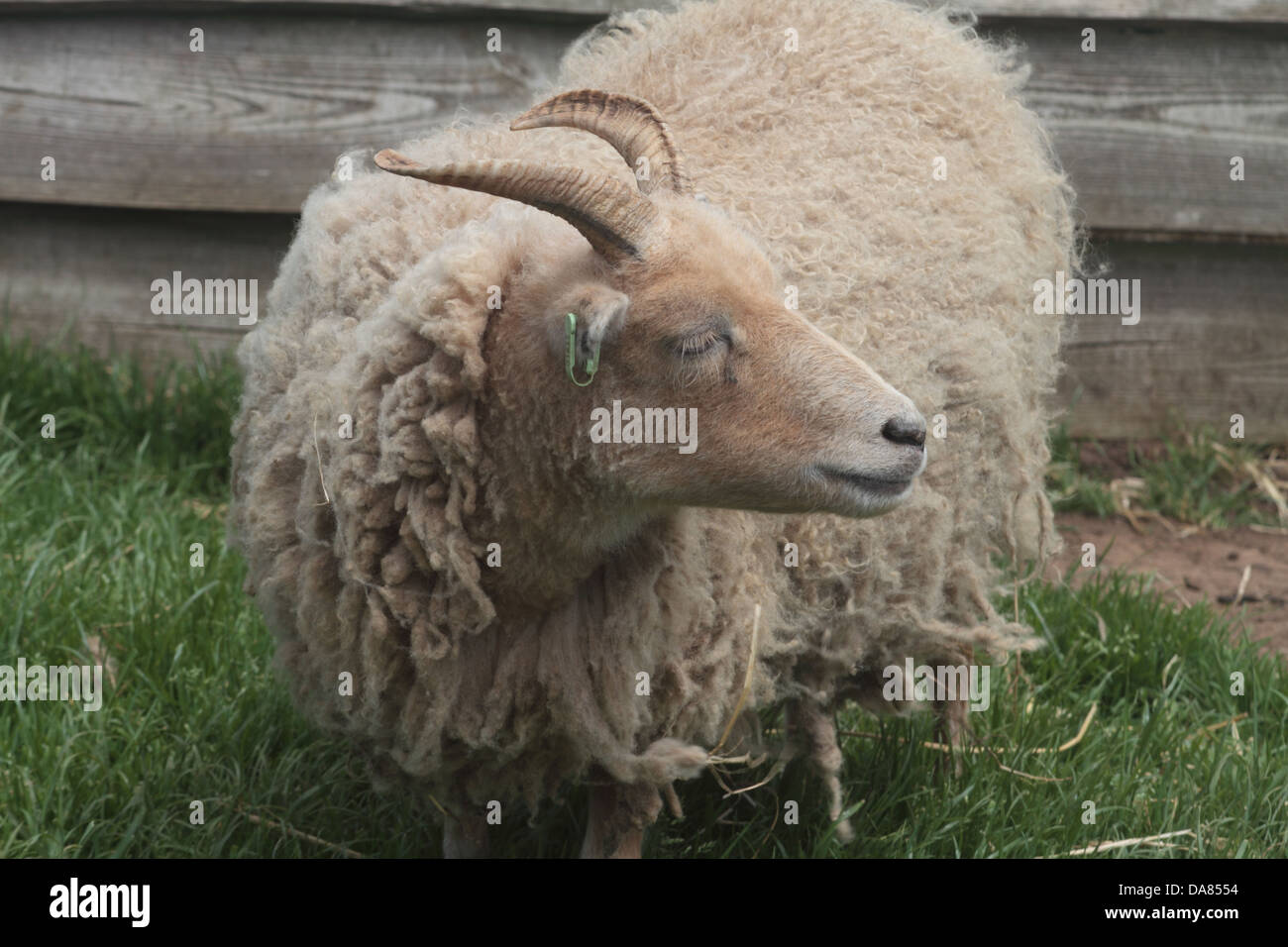 Old breed sheep. uk Stock Photo - Alamy