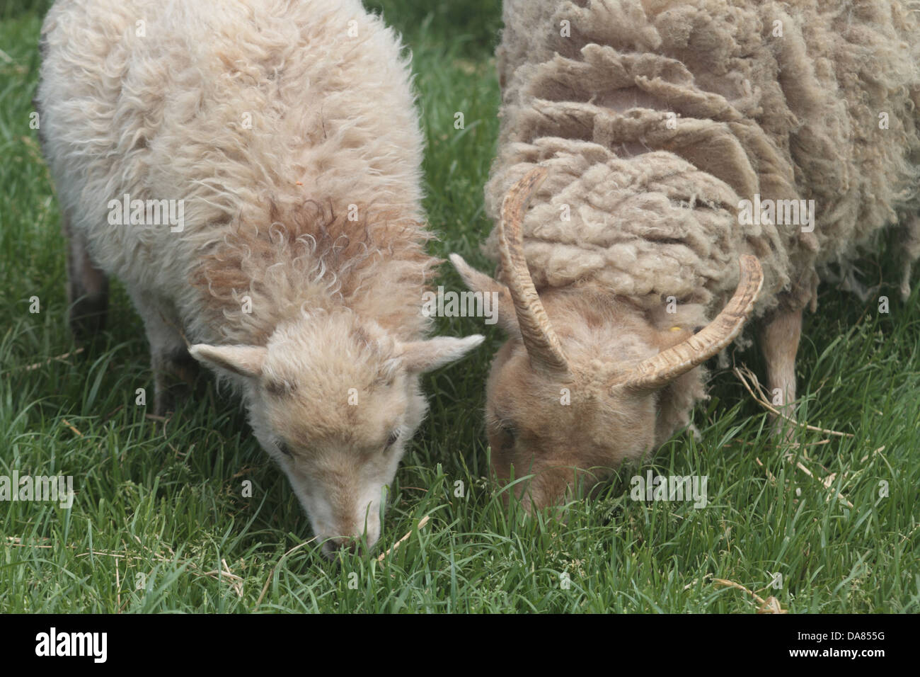 Old breed hi-res stock photography and images - Alamy