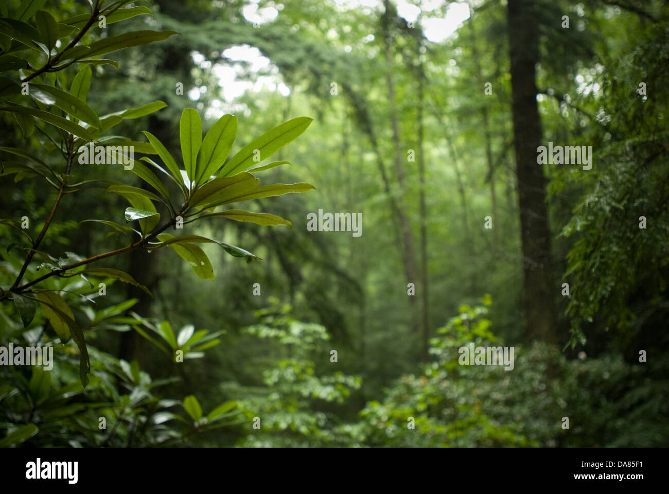 Natural Bridge State Resort Park, Slade, Kentucky, United States of ...