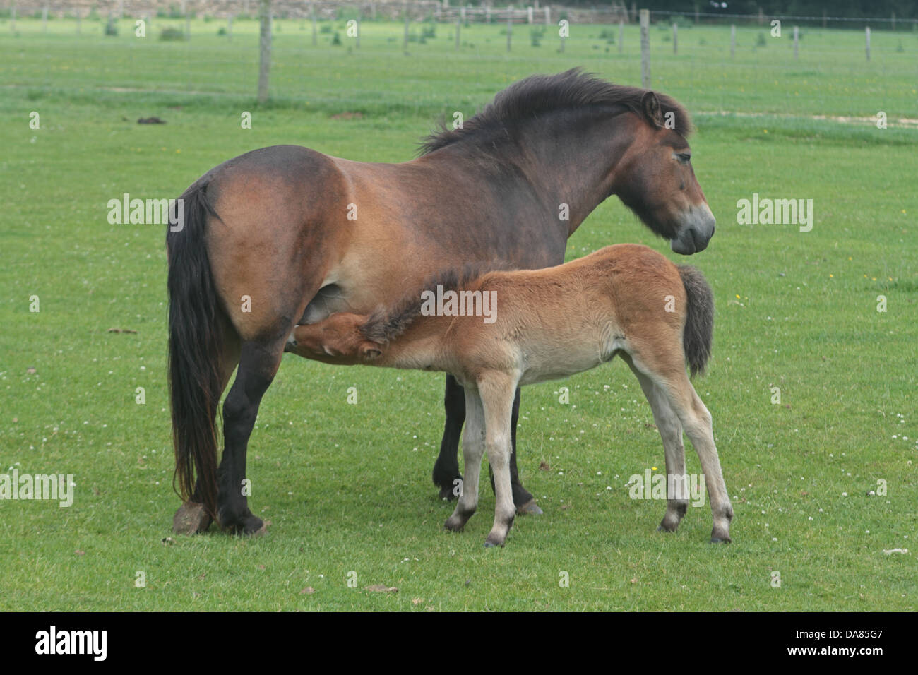 Exmoor pony mare with foal. uk Stock Photo - Alamy