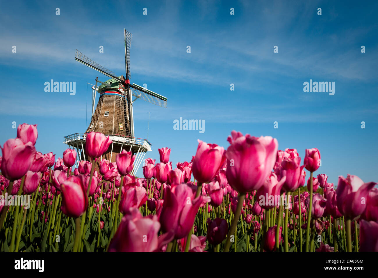Holland michigan windmill hi-res stock photography and images - Alamy