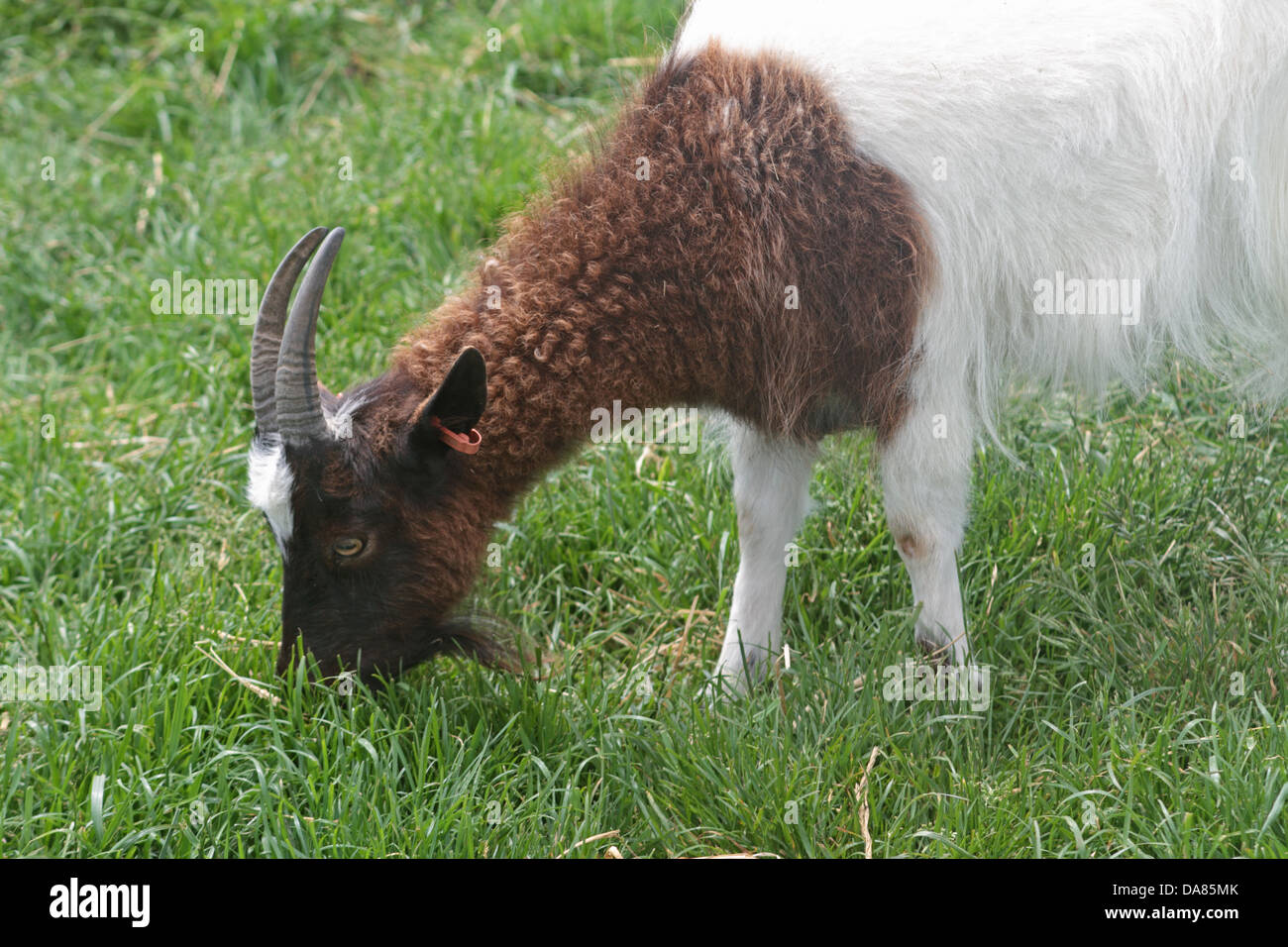 Bagot Goat High Resolution Stock Photography and Images - Alamy