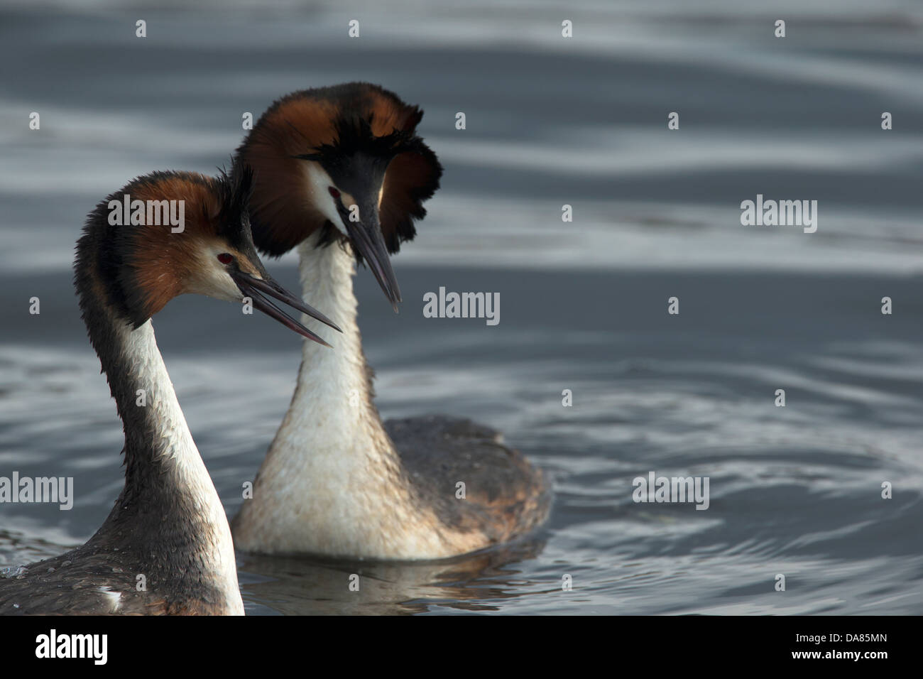 A pair of Great Crested Grebe during their mating display when they ...
