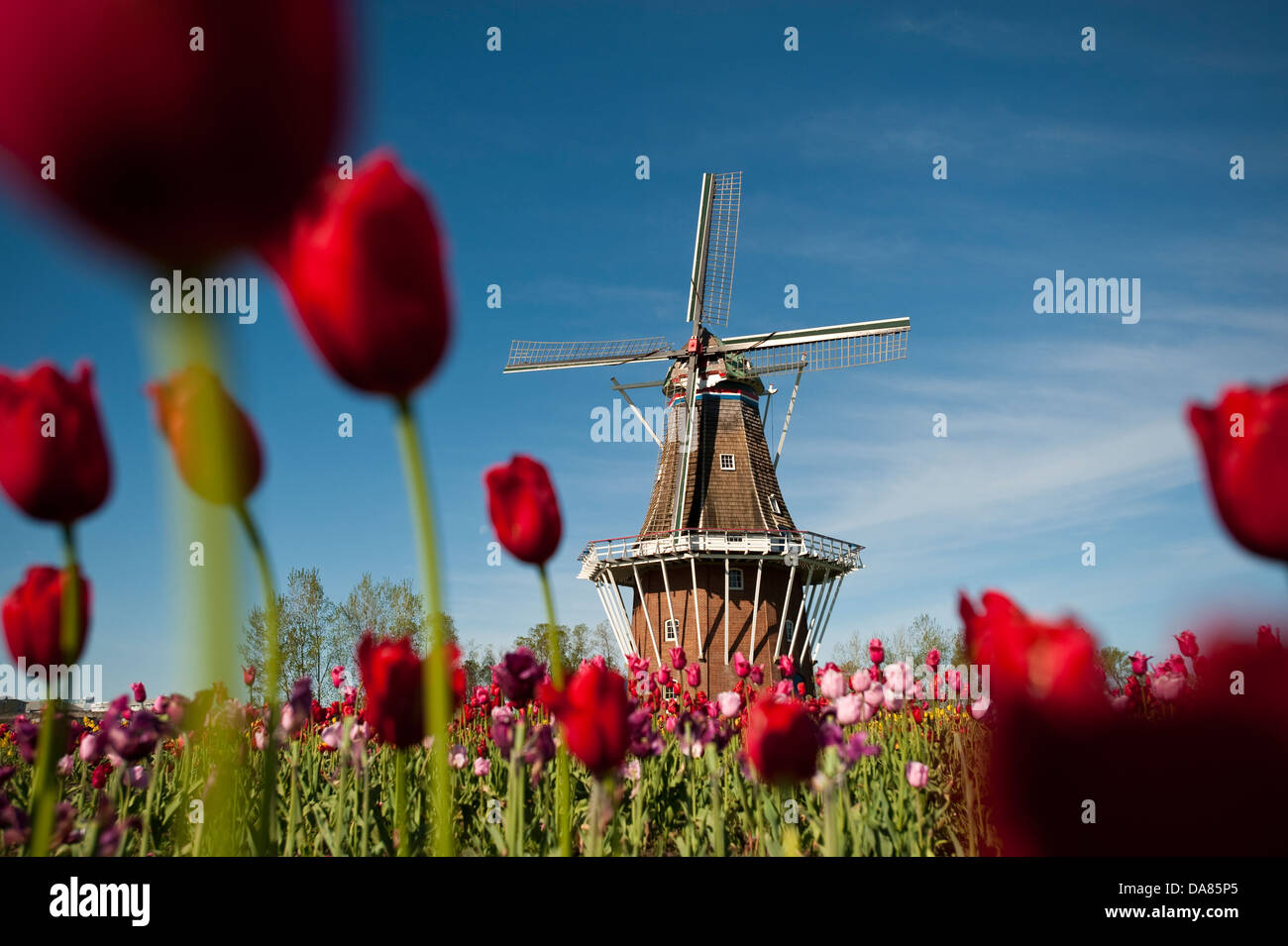 Windmill, holland, michigan hi-res stock photography and images - Alamy