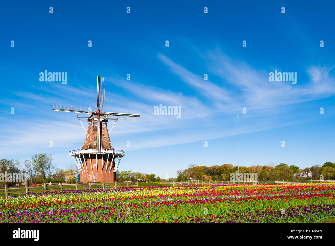 The historic DeZwaan windmill, surrounded by tulips, on Windmill Island ...