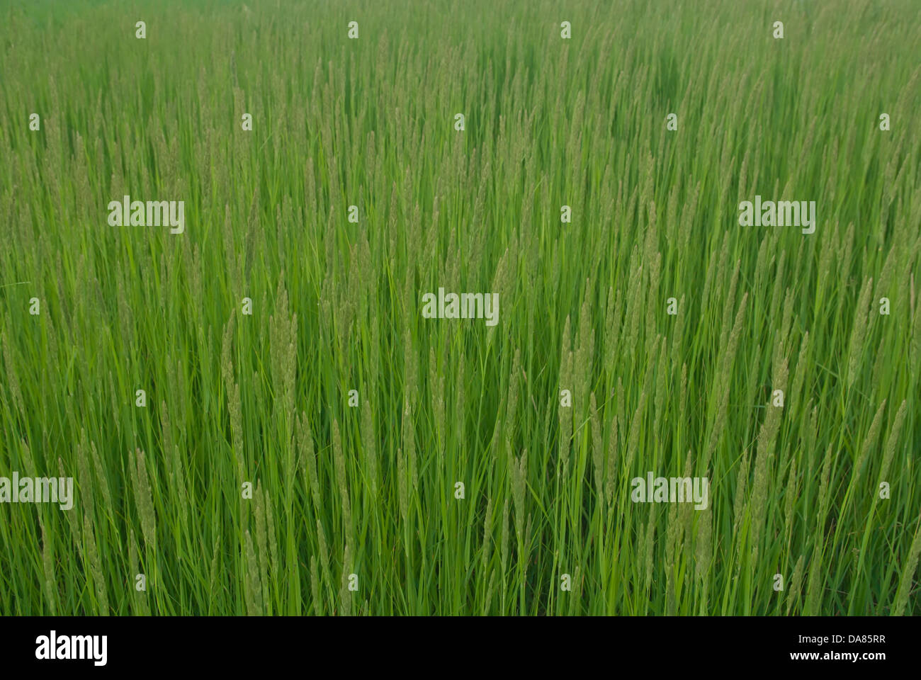 High green grass, closeup background Stock Photo - Alamy
