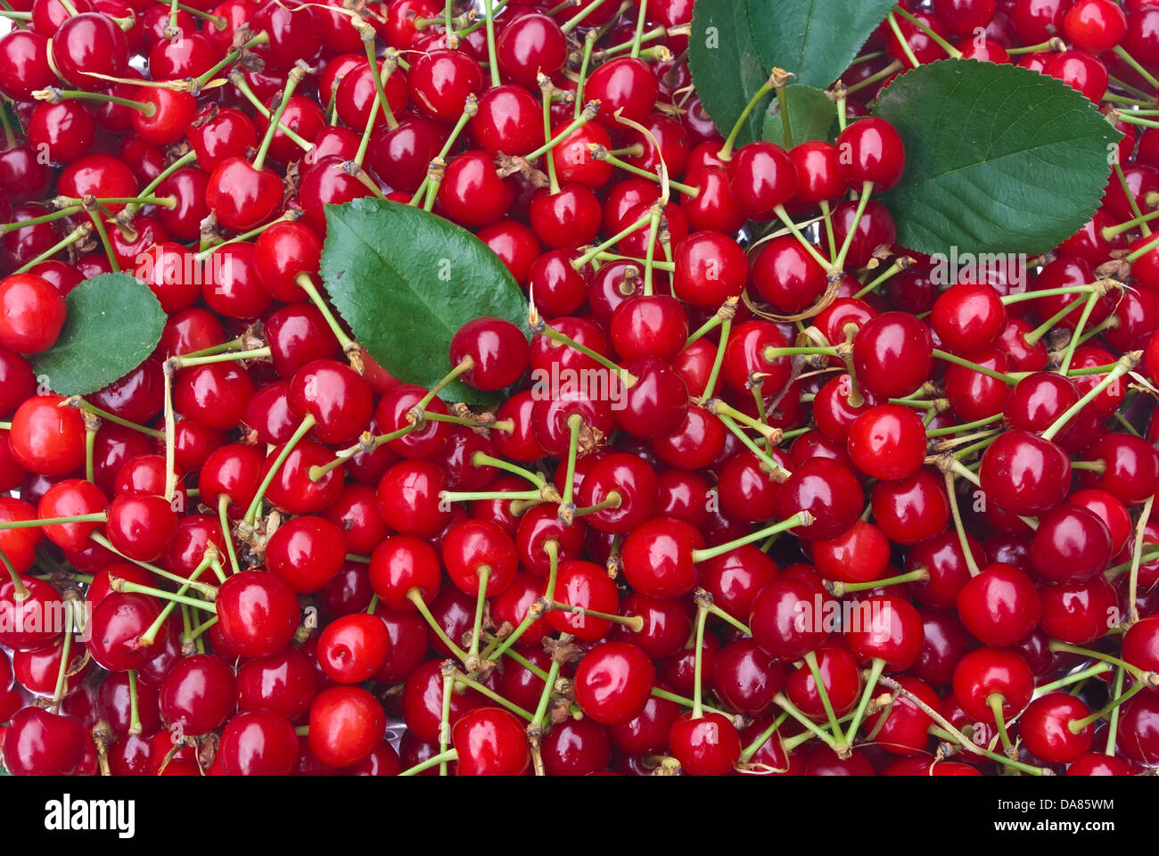 Sweet red cherries, closeup view Stock Photo - Alamy