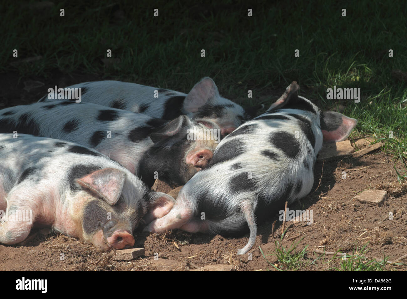 Gloucester old spot pig hi-res stock photography and images - Alamy