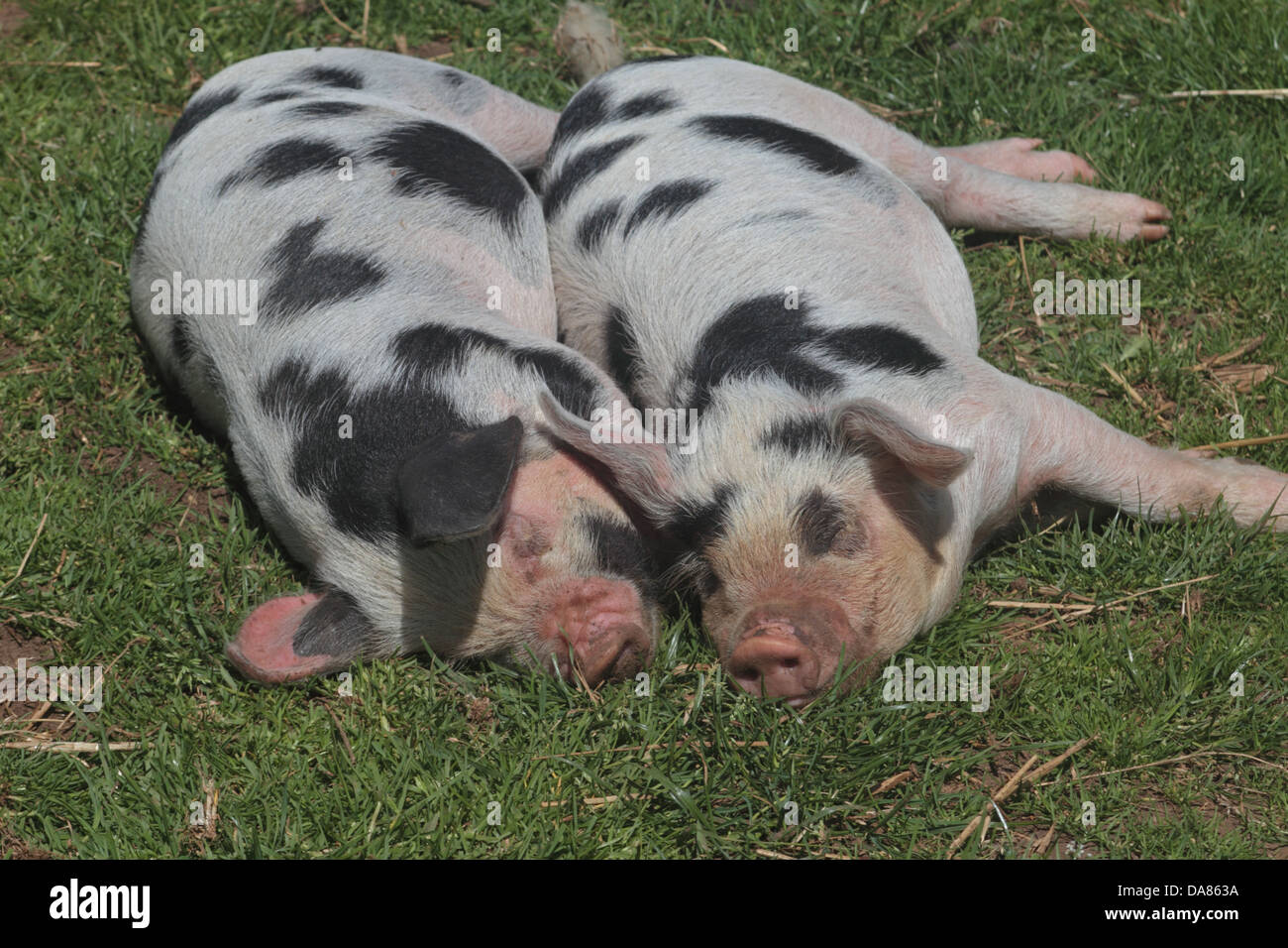 Pig lying down hi-res stock photography and images - Alamy