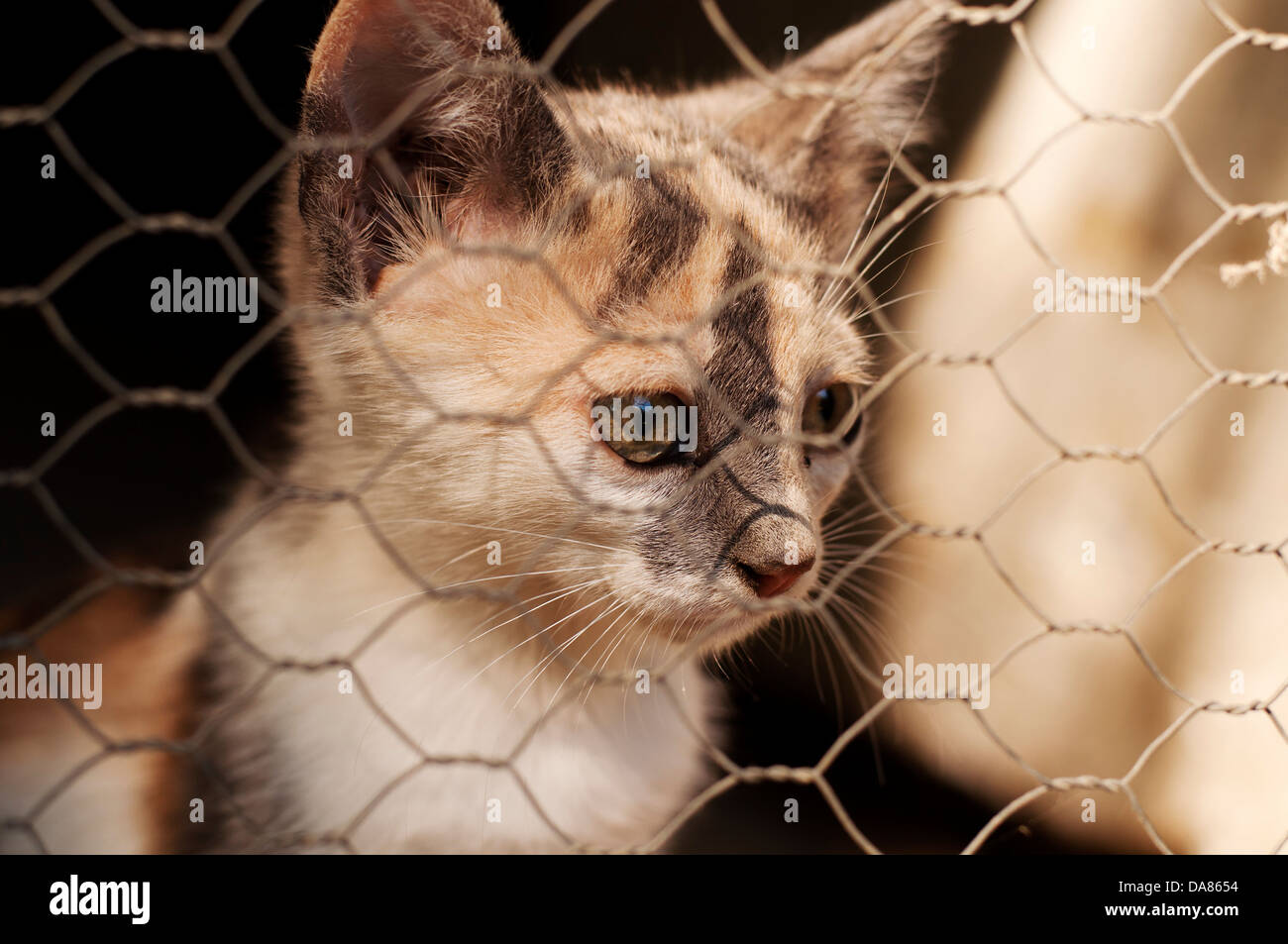 kitten behind fence Stock Photo - Alamy