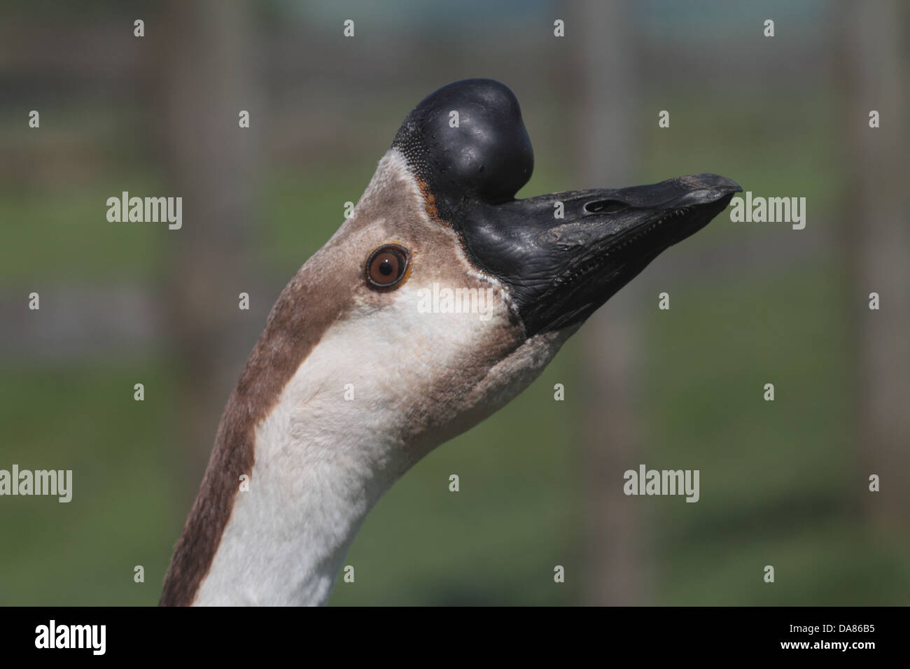Chinese geese closeup hi-res stock photography and images - Alamy