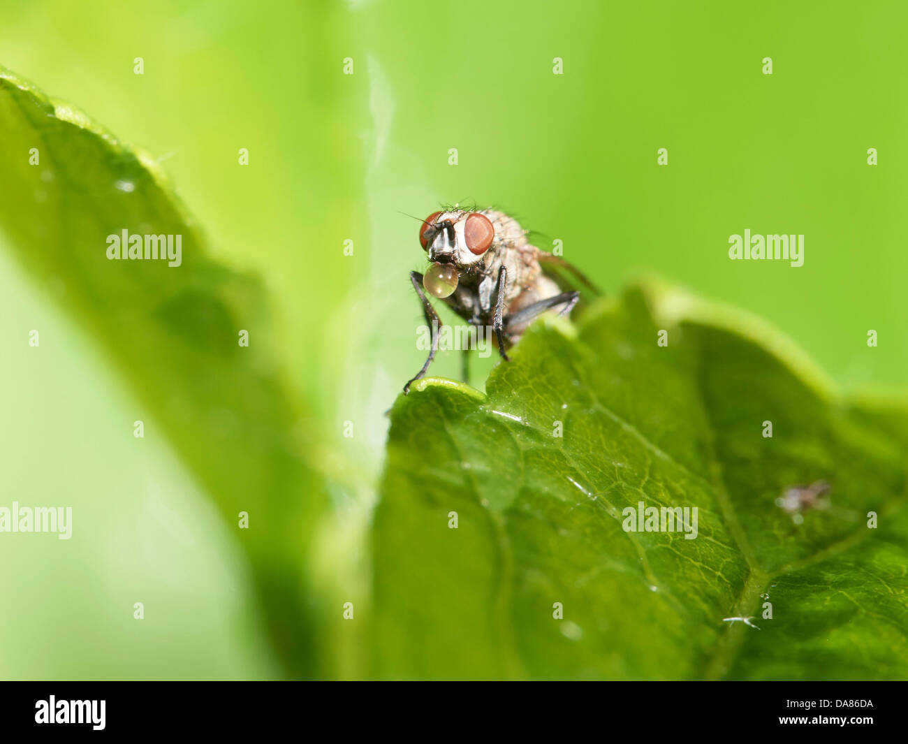 Common Fly on plant Stock Photo - Alamy