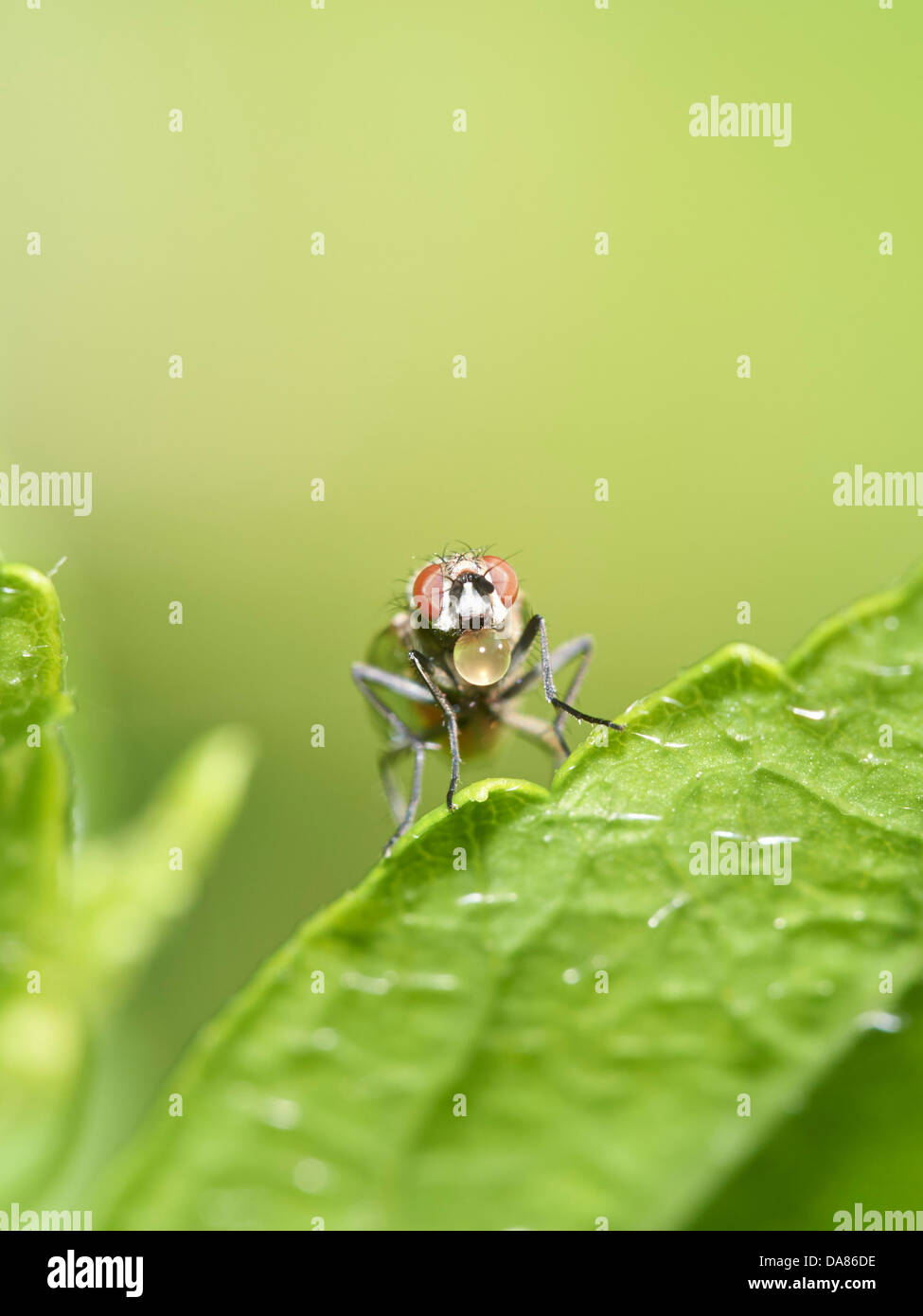 Common Fly on plant Stock Photo - Alamy