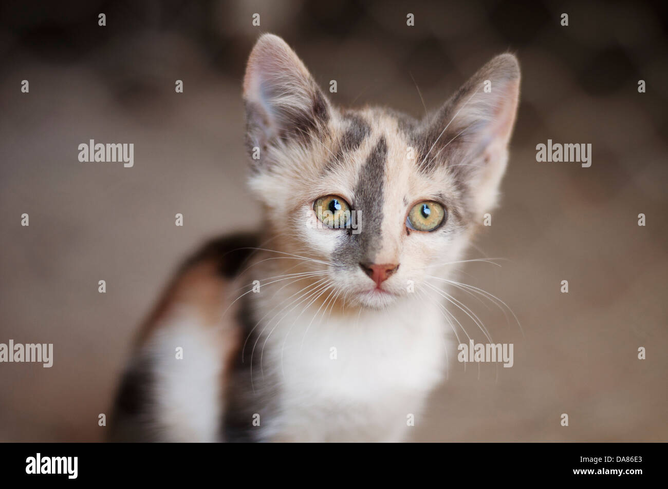 adorable little kitten Stock Photo - Alamy