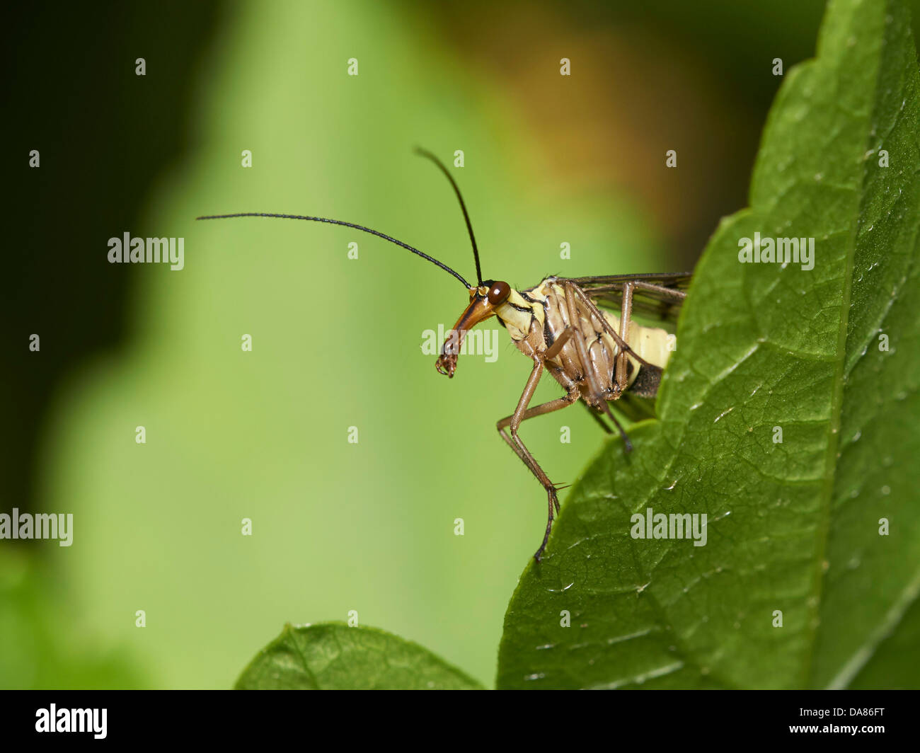 Scorpion Fly standing on plant Stock Photo - Alamy