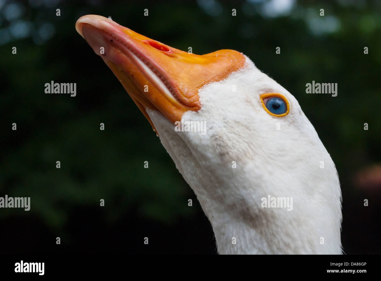 Goose view hi-res stock photography and images - Alamy
