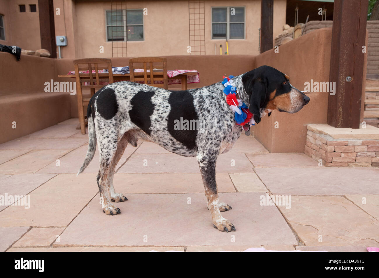 Can Bluetick Coonhound Be White