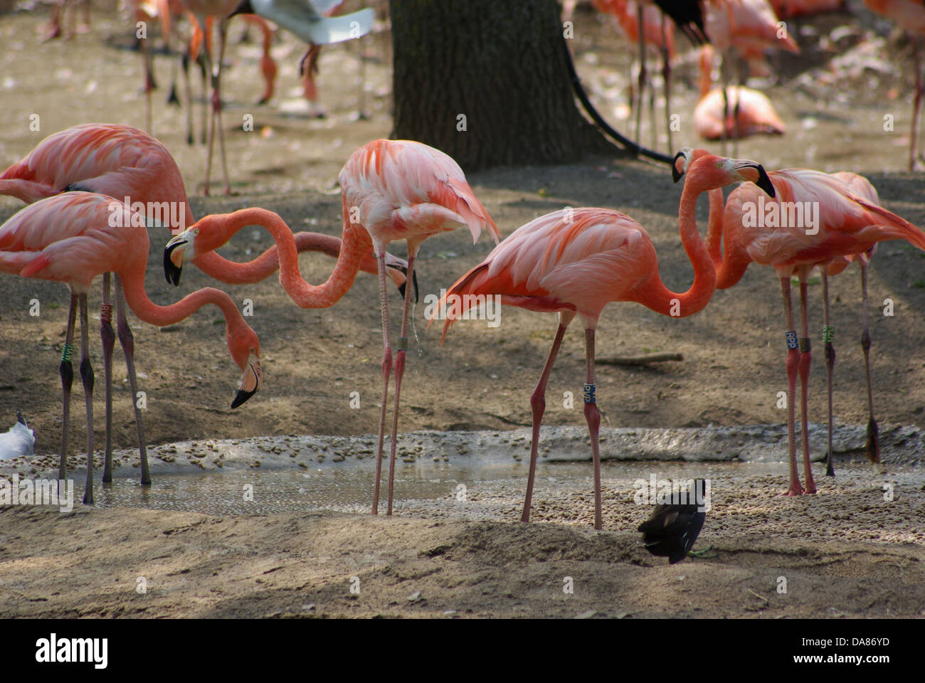 American Flamingo Caribbean Flamingos Chester Zoo Stock Photo - Alamy