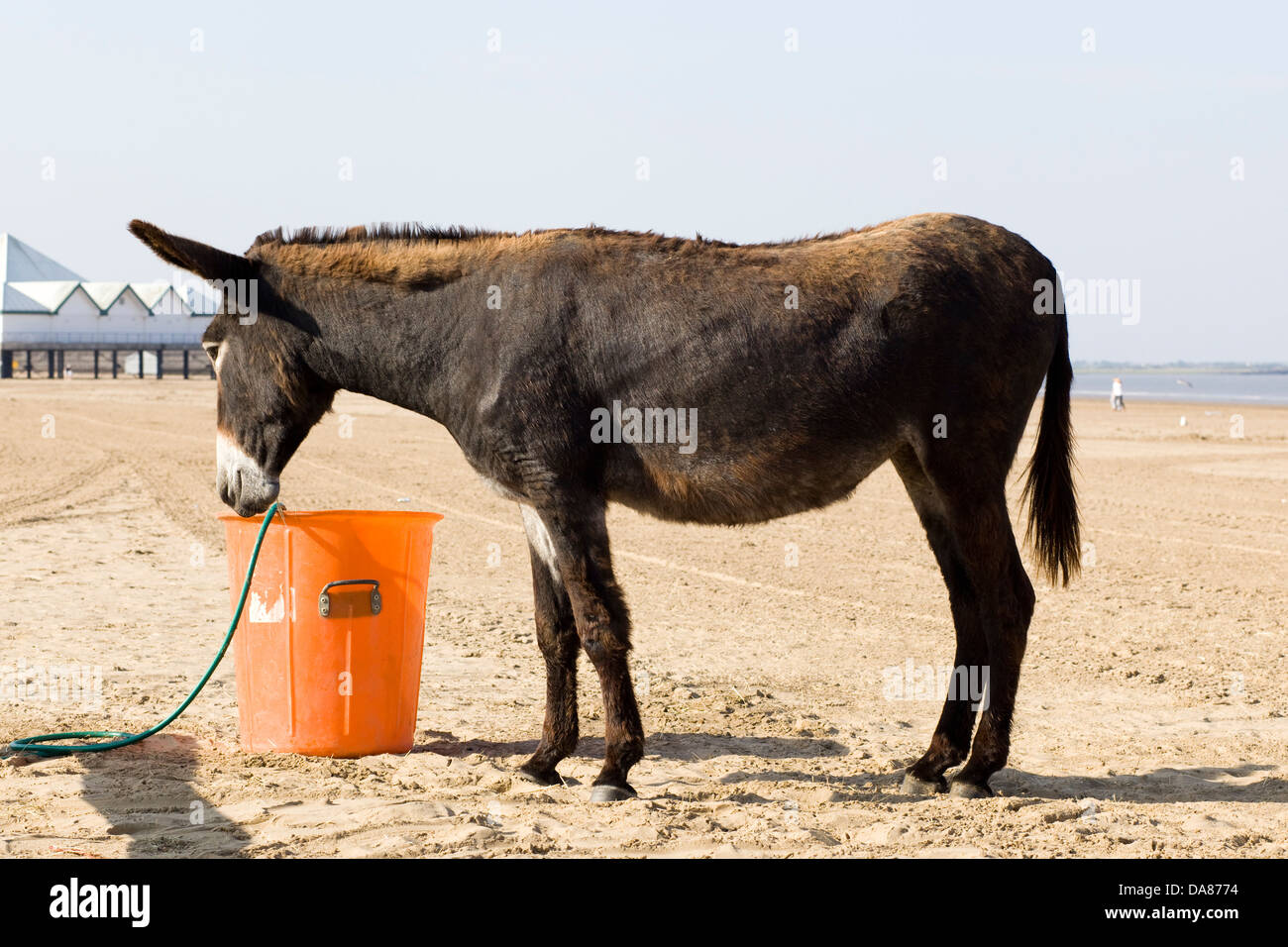 Donkey rides on the beach Stock Photo - Alamy