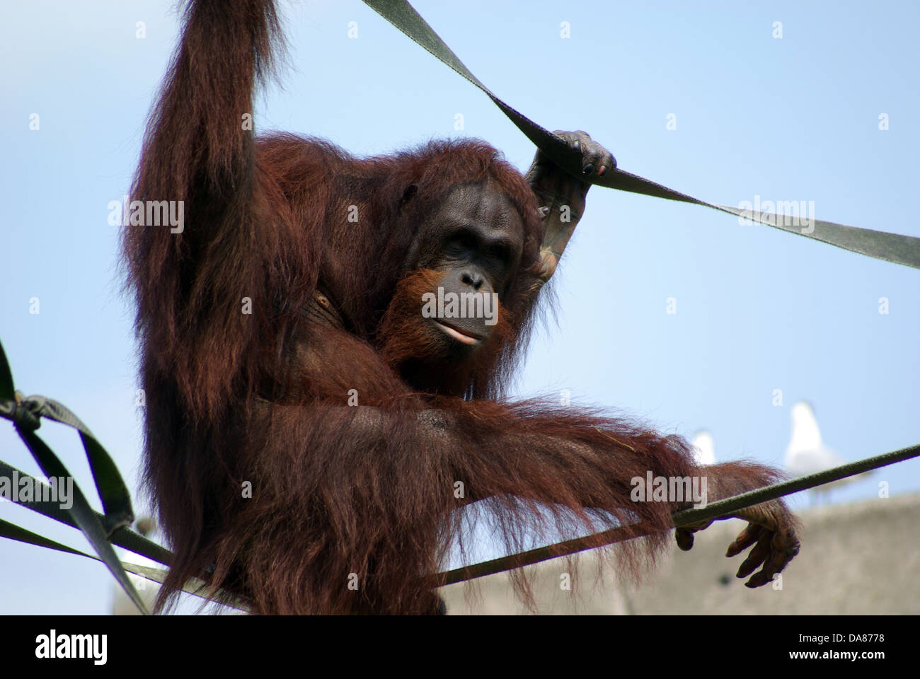 Pongo pygmaeus endangered orangutan hi-res stock photography and images ...