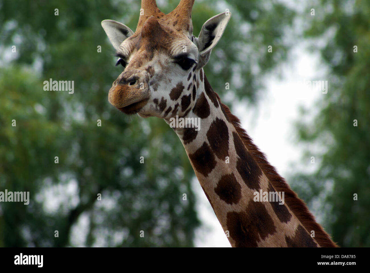 Rothschild Giraffes Chester Zoo Stock Photo - Alamy