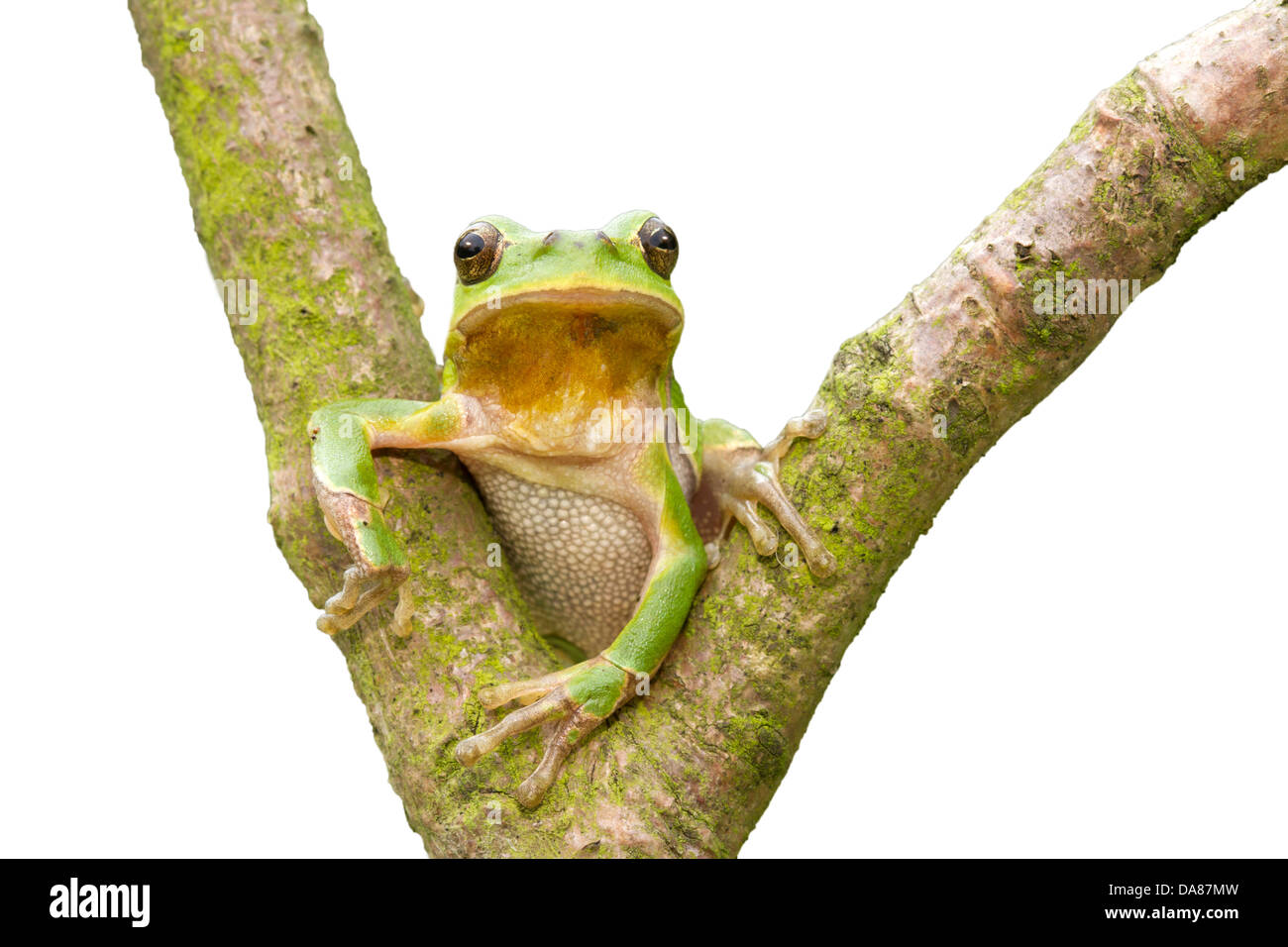 Amphibian frog common tree frog hi-res stock photography and images - Alamy