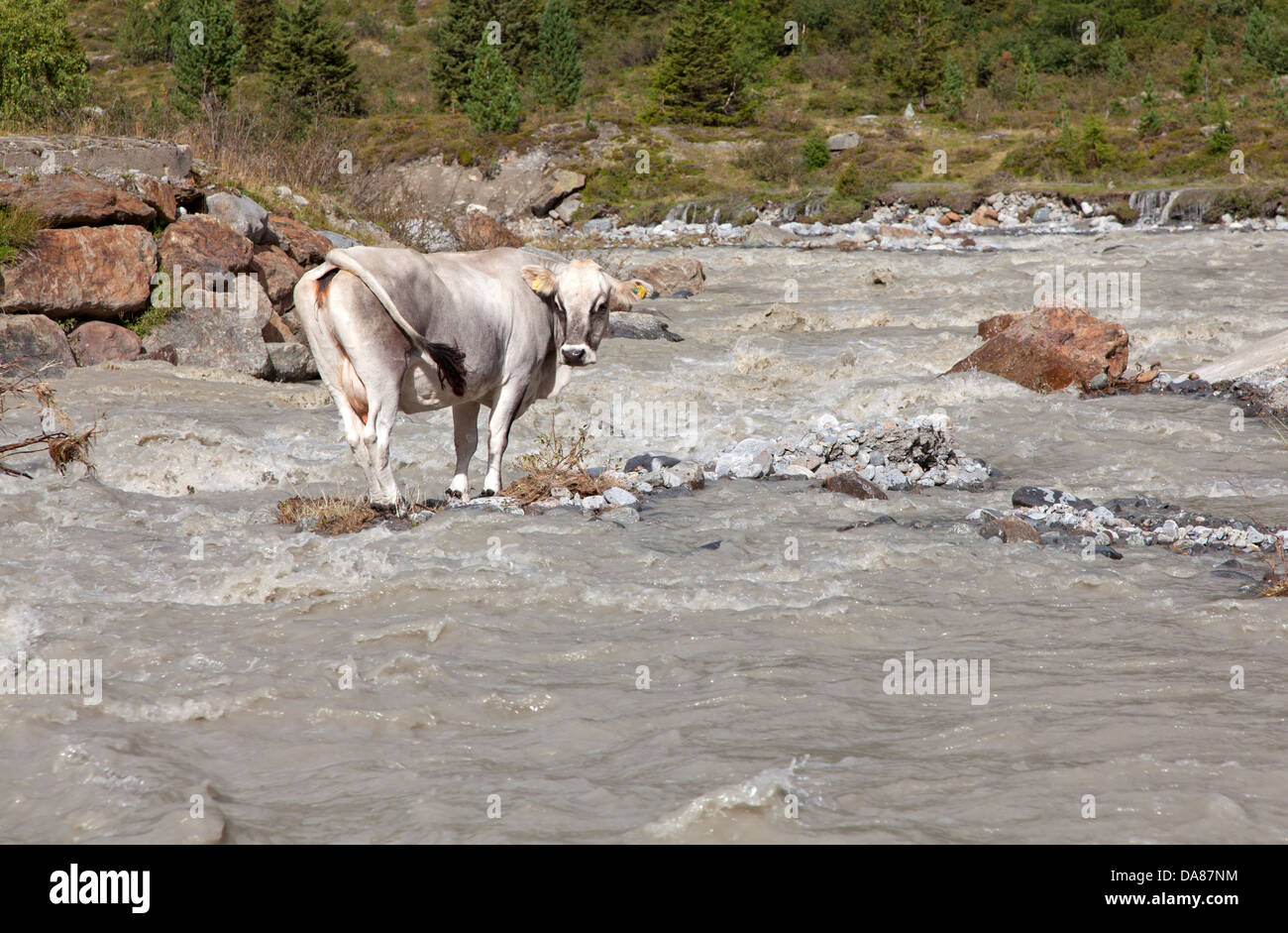 Cow standing in a stream Stock Photo - Alamy