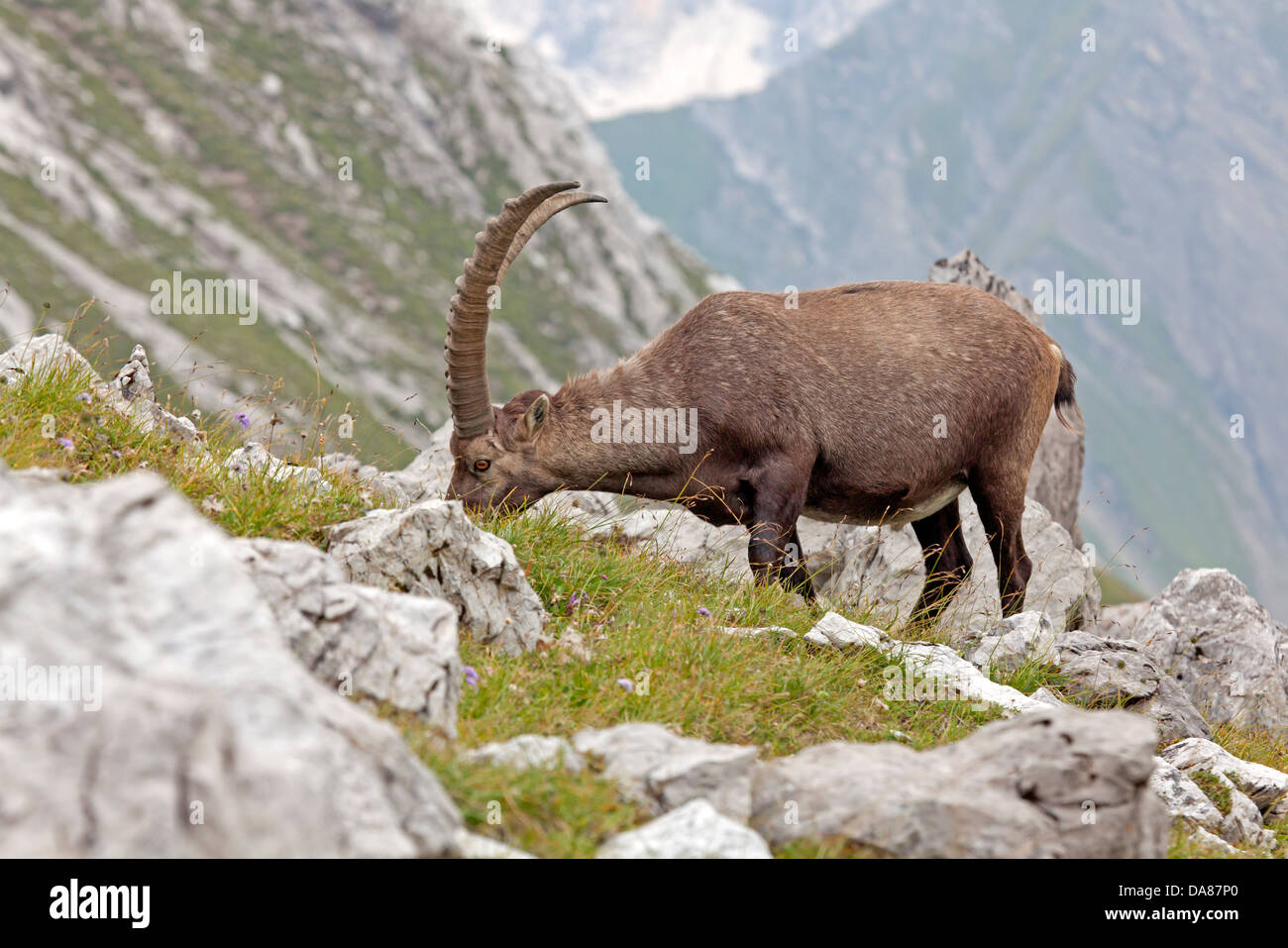 Steinbock berg hi-res stock photography and images - Alamy