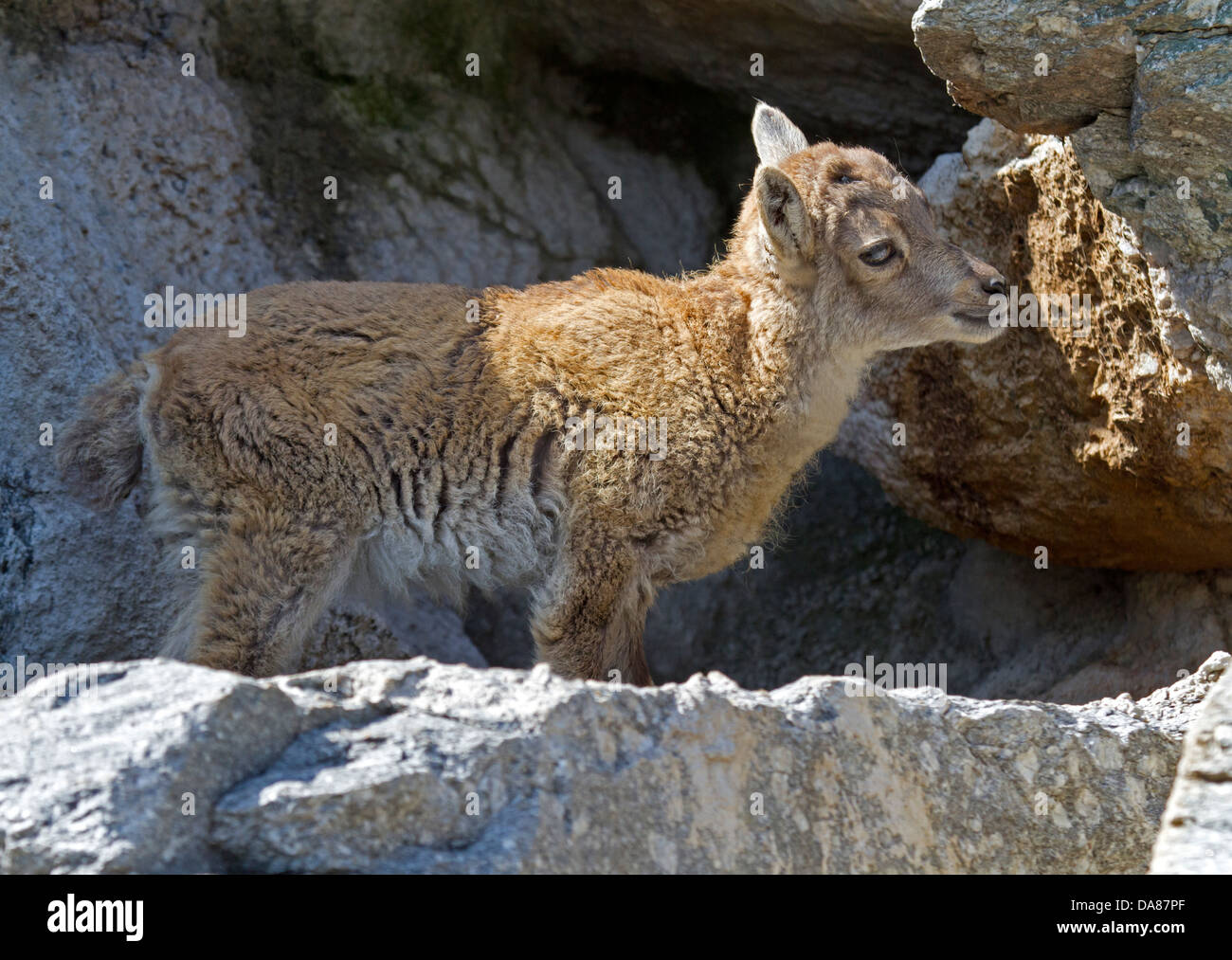Alpine ibex baby hi-res stock photography and images - Alamy