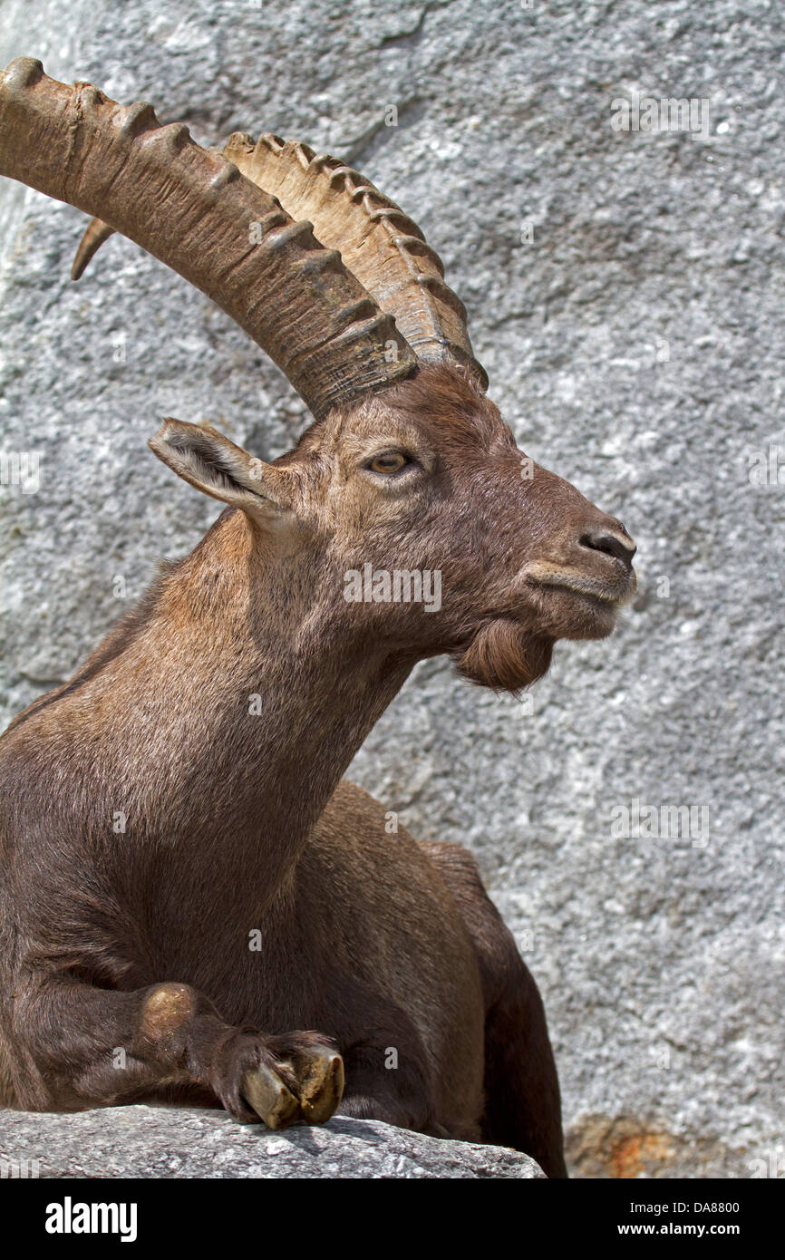 Alpine ibex hi-res stock photography and images - Alamy
