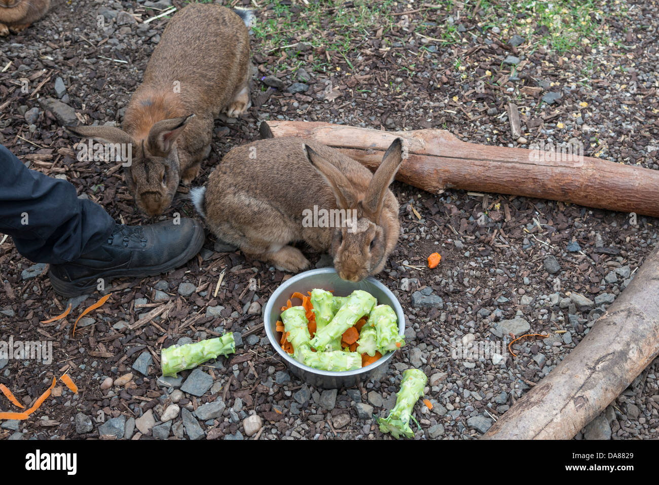 Giant foot hi-res stock photography and images - Alamy