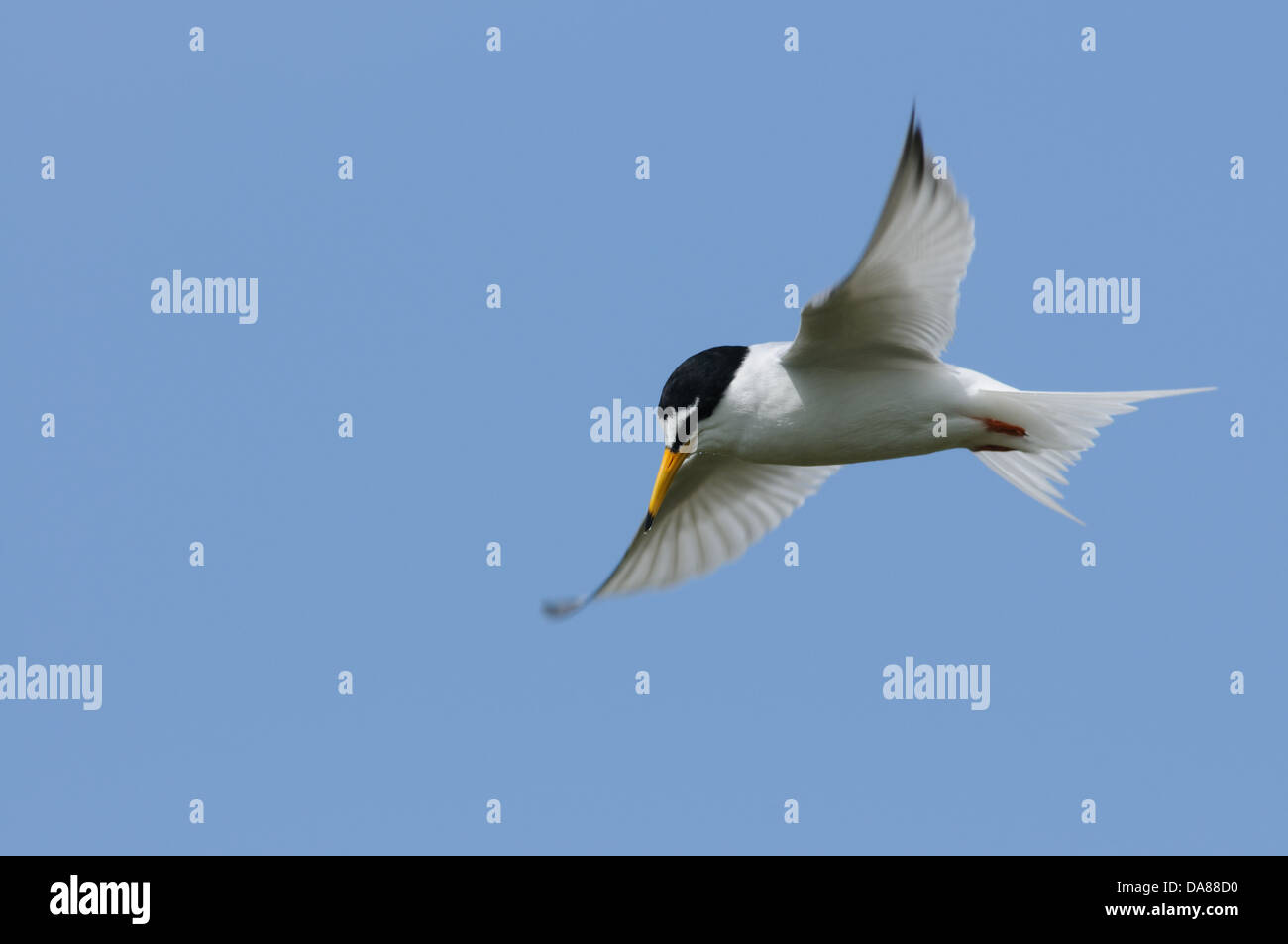 Hovering Little Tern on Texel, The Netherlands Stock Photo - Alamy