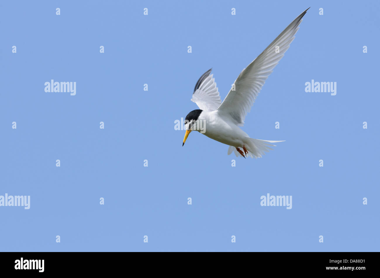 Hovering Little Tern on Texel, The Netherlands Stock Photo - Alamy