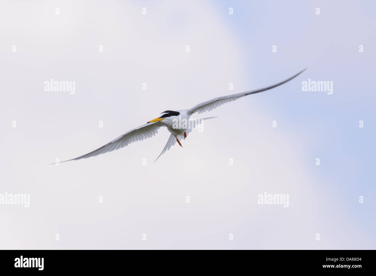 Flying Little Tern Stock Photo - Alamy