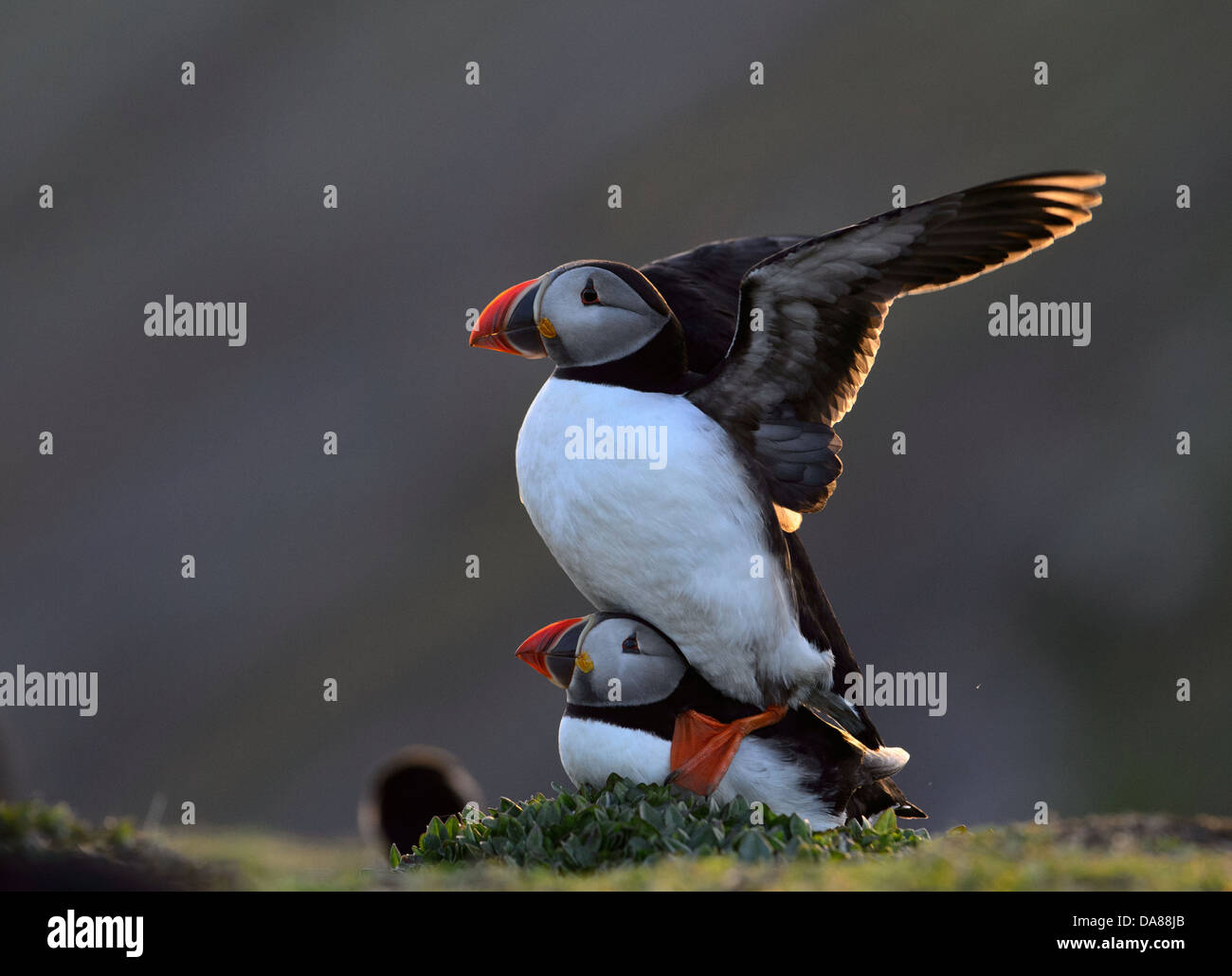 Displaying and mating pair of puffins in warm evening backlight with ...