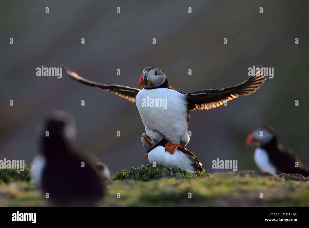 Displaying and mating pair of puffins in warm evening backlight with ...