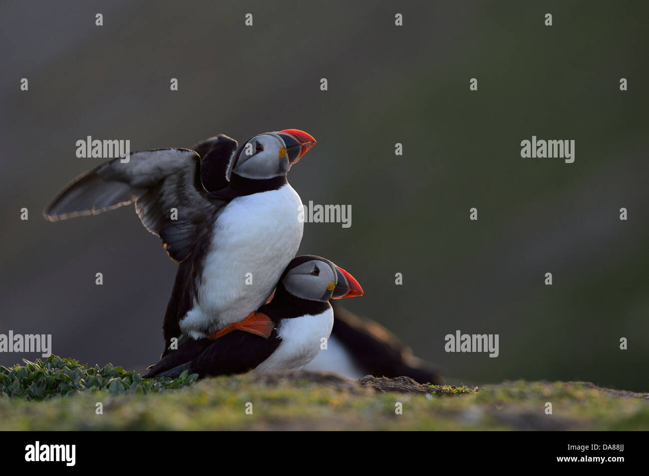 Displaying and mating pair of puffins in warm evening backlight with ...