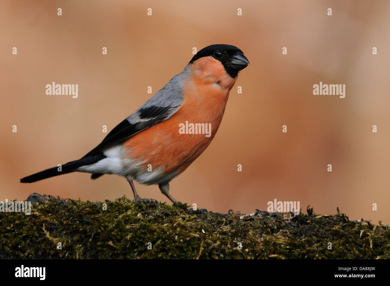 Animals eurasian bullfinch bullfinches hi-res stock photography and ...