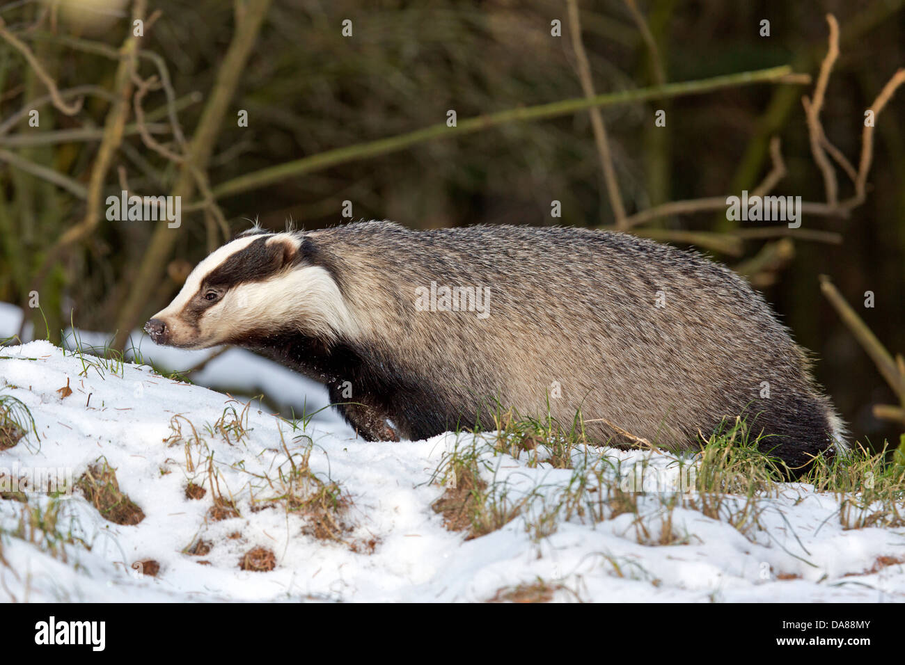 European badger in snow (Meles meles Stock Photo - Alamy