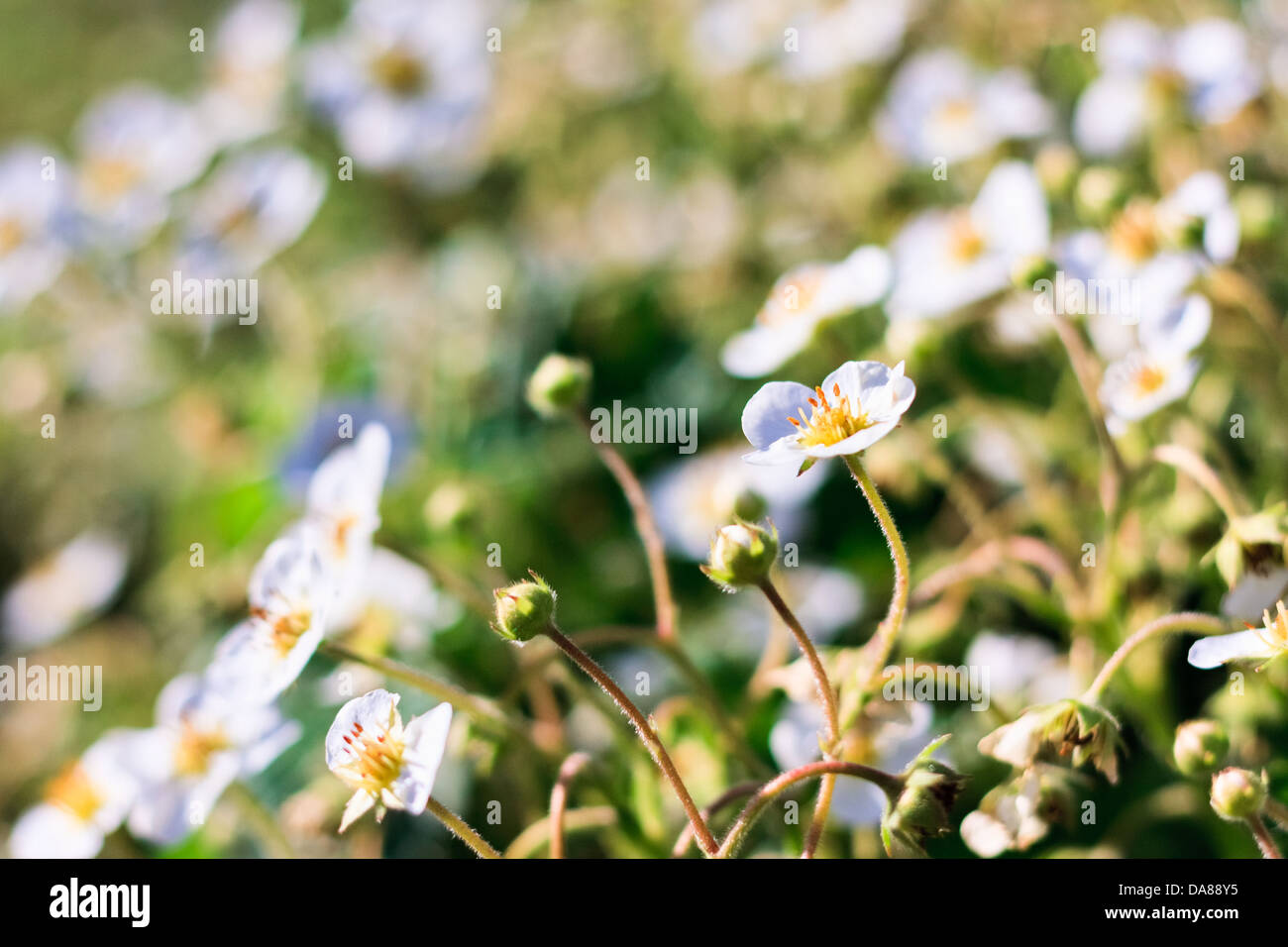 Strawberry stalk hi-res stock photography and images - Alamy