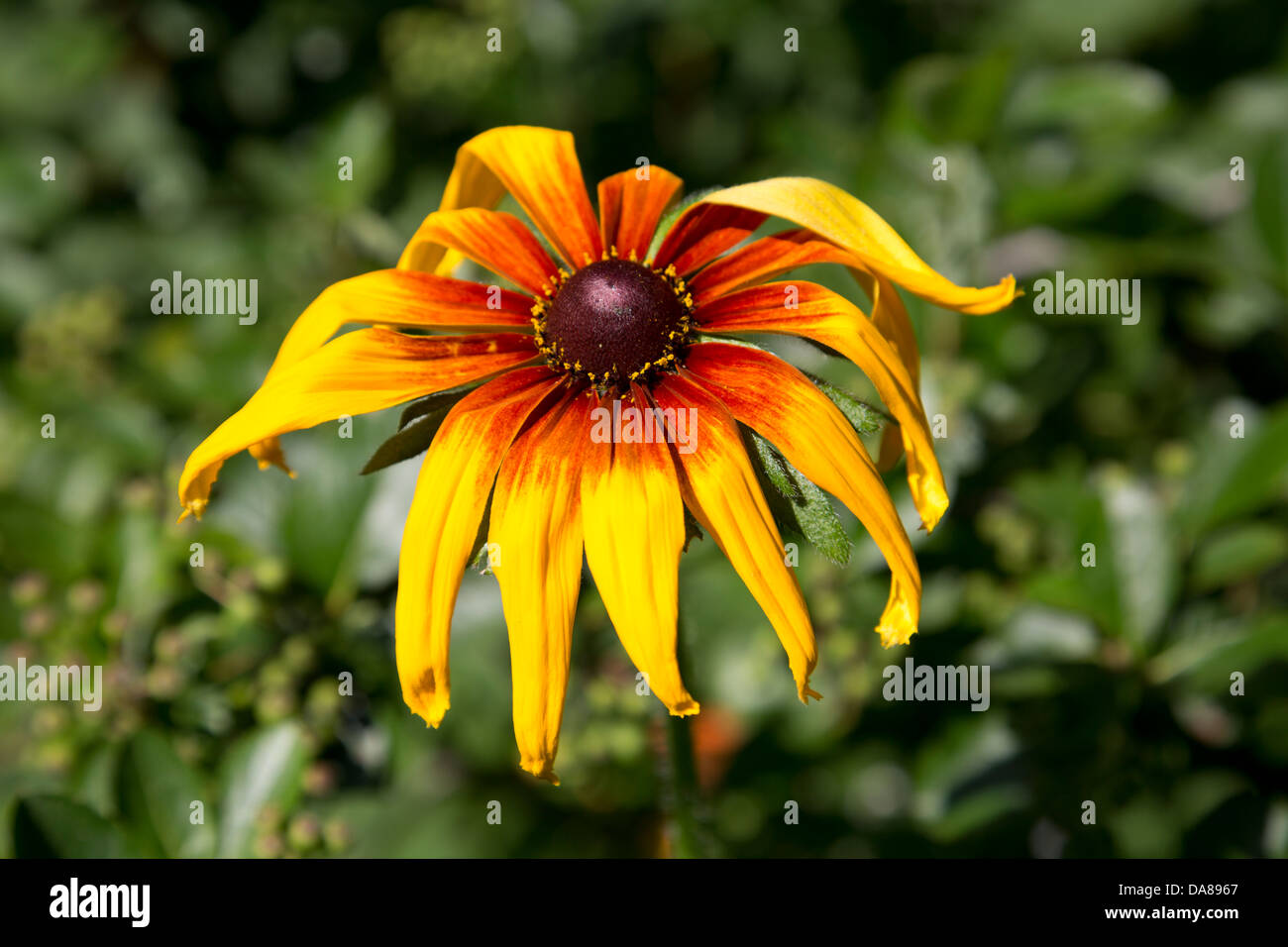 Flor rudbekia hi-res stock photography and images - Alamy