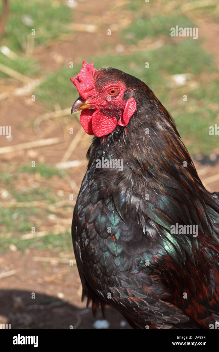 Indian or Cornish game Stock Photo - Alamy