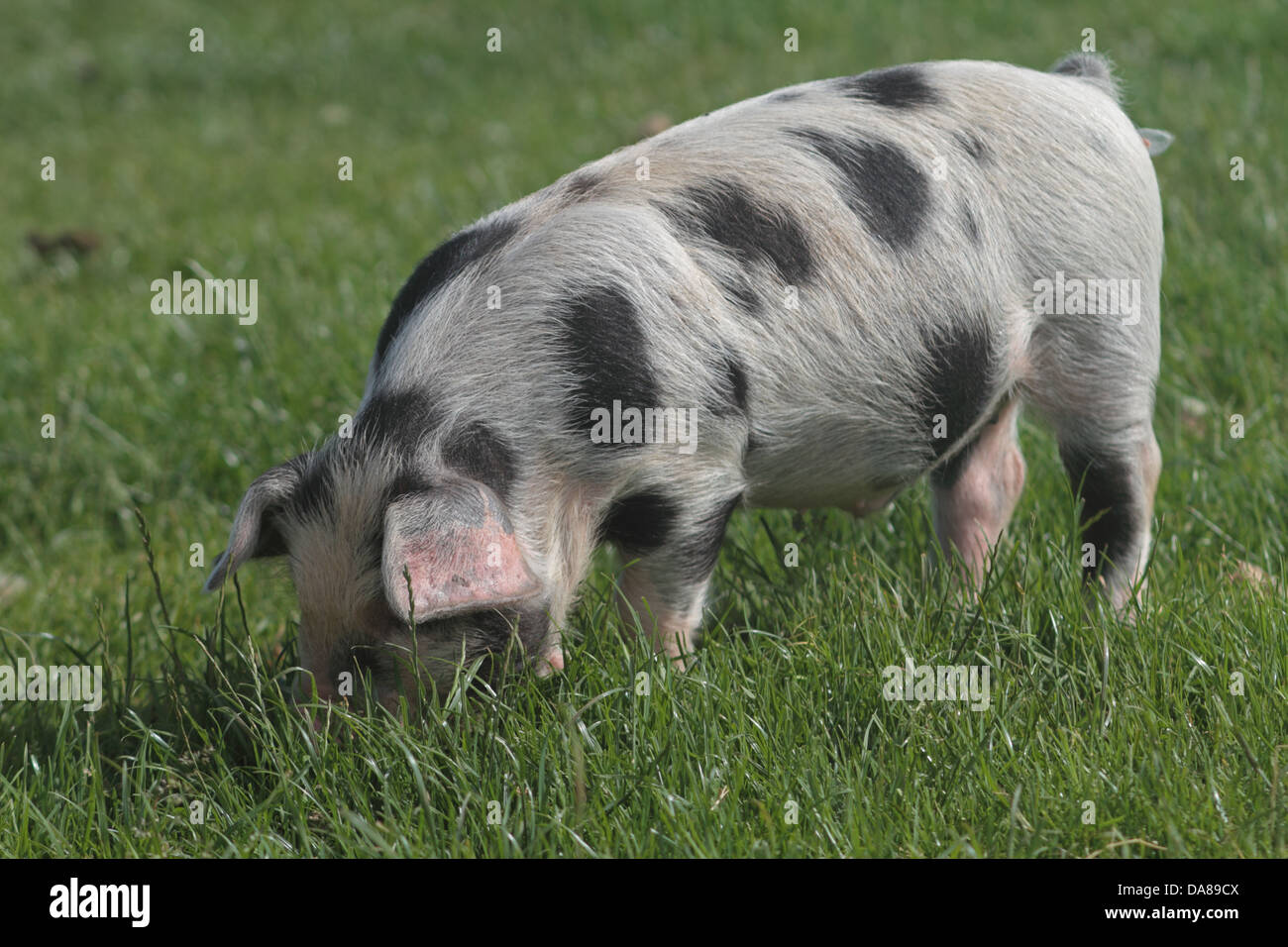 Gloucester pig hi-res stock photography and images - Alamy