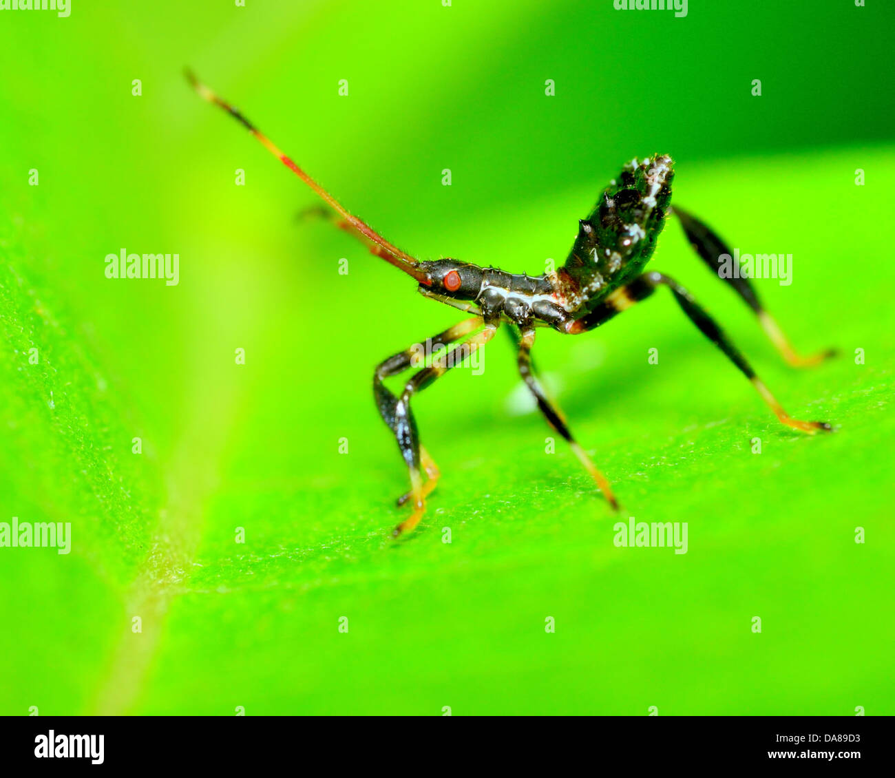 Assassin Bug nymph perched on a plant leaf Stock Photo - Alamy