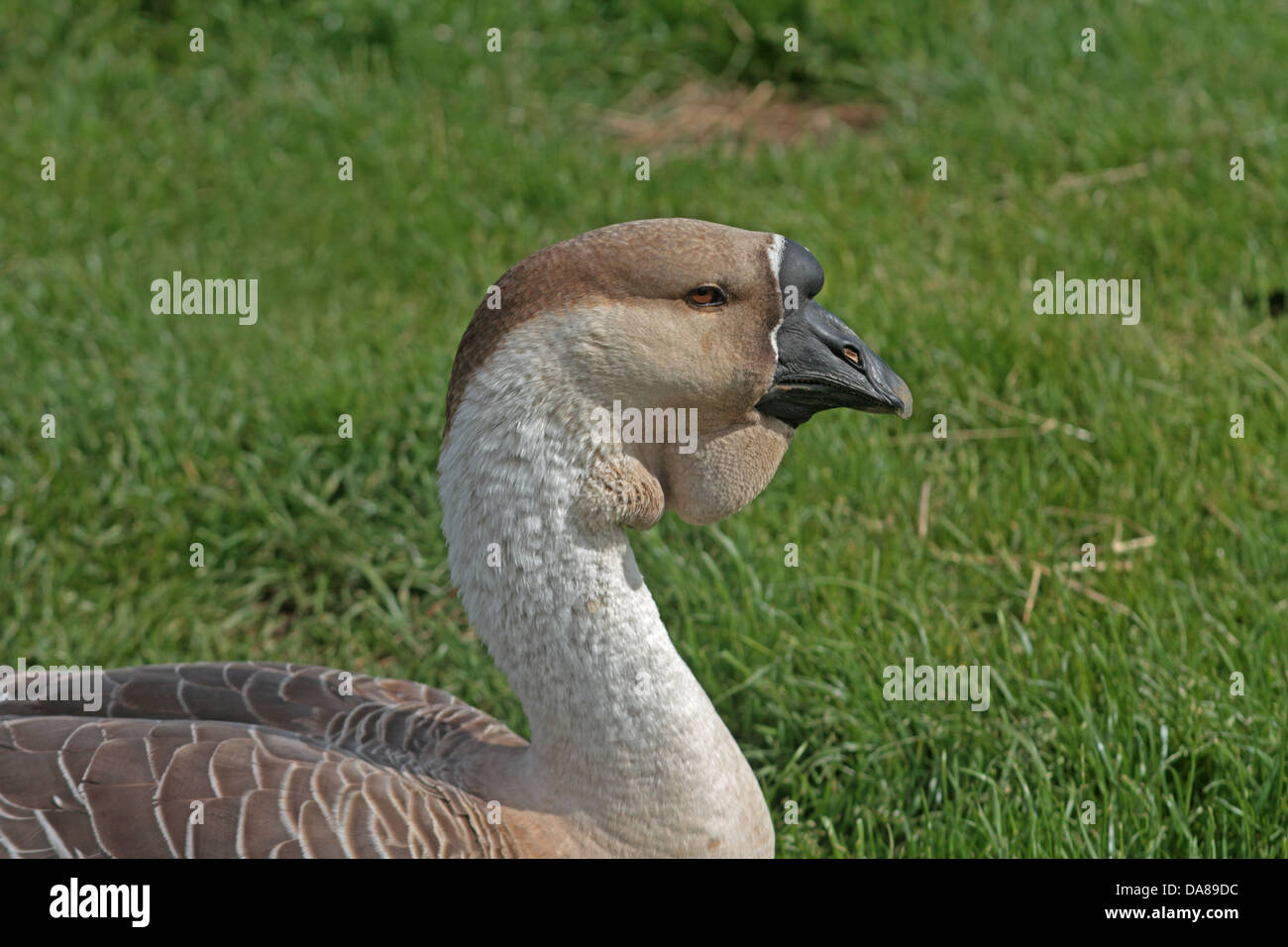African goose hi-res stock photography and images - Alamy