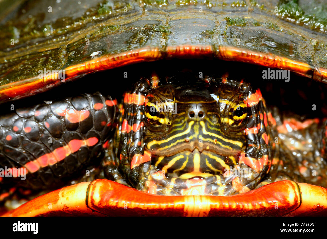 Turtle inside hi-res stock photography and images - Alamy