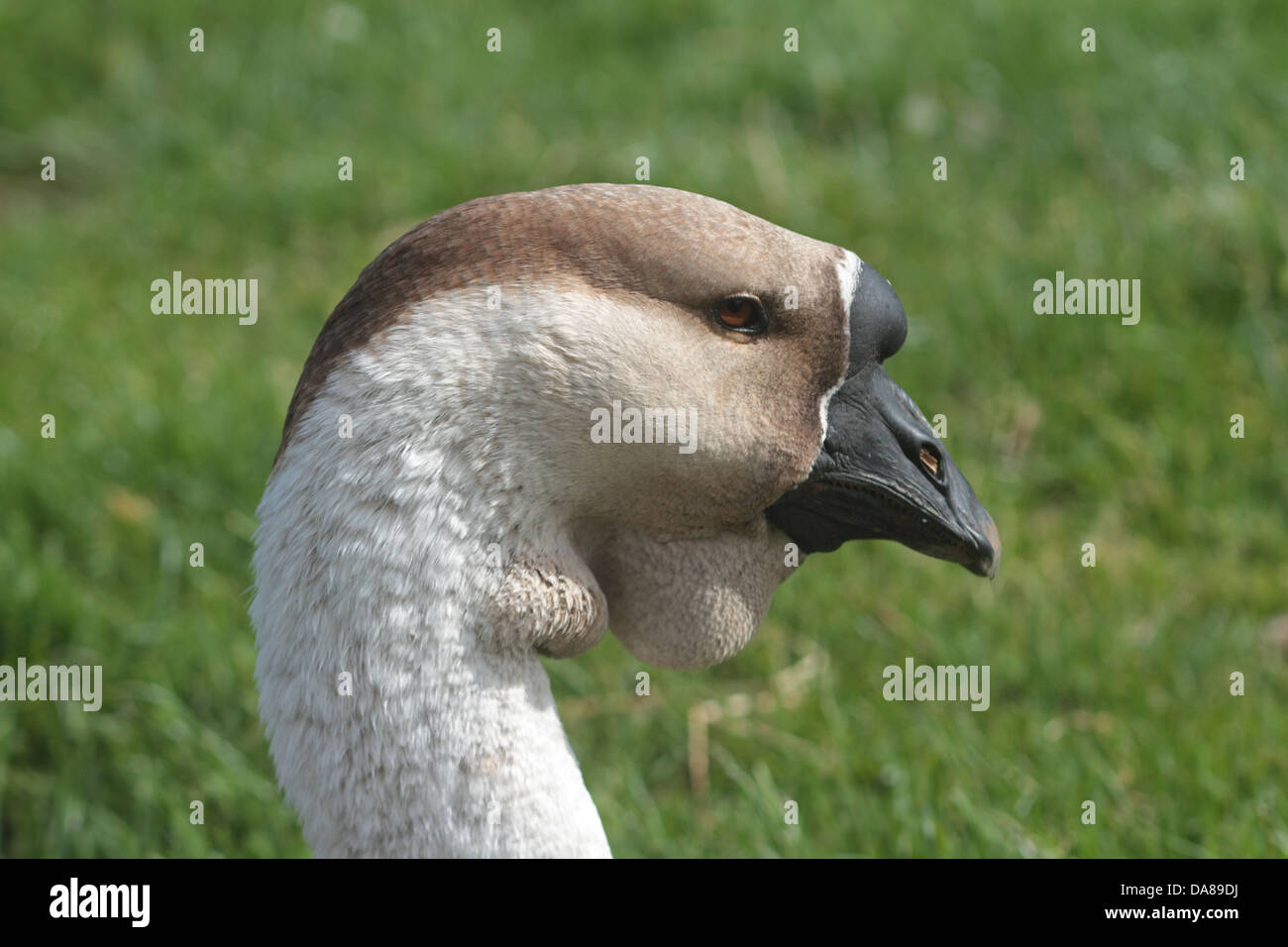 African goose hi-res stock photography and images - Alamy