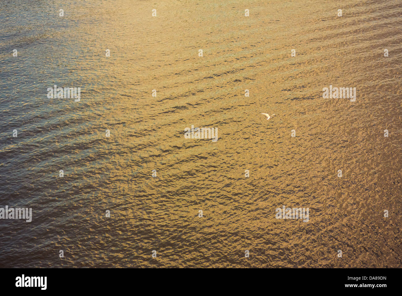 Seagull sea surface sunset hi-res stock photography and images - Alamy