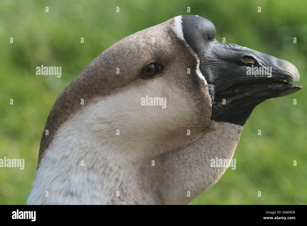 African goose hi-res stock photography and images - Alamy